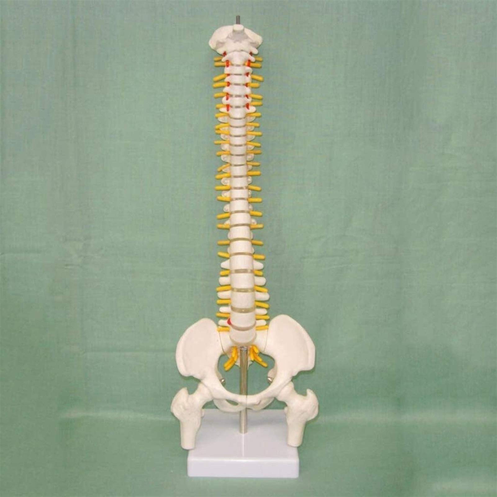 Zamax Study Model Human Spine Model Skeleton Large Vertebrae ...