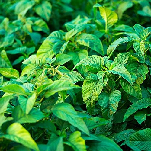 Amazon.com : QAUZUY GARDEN 100 Premium Jamaican Callaloo (Amaranthus ...