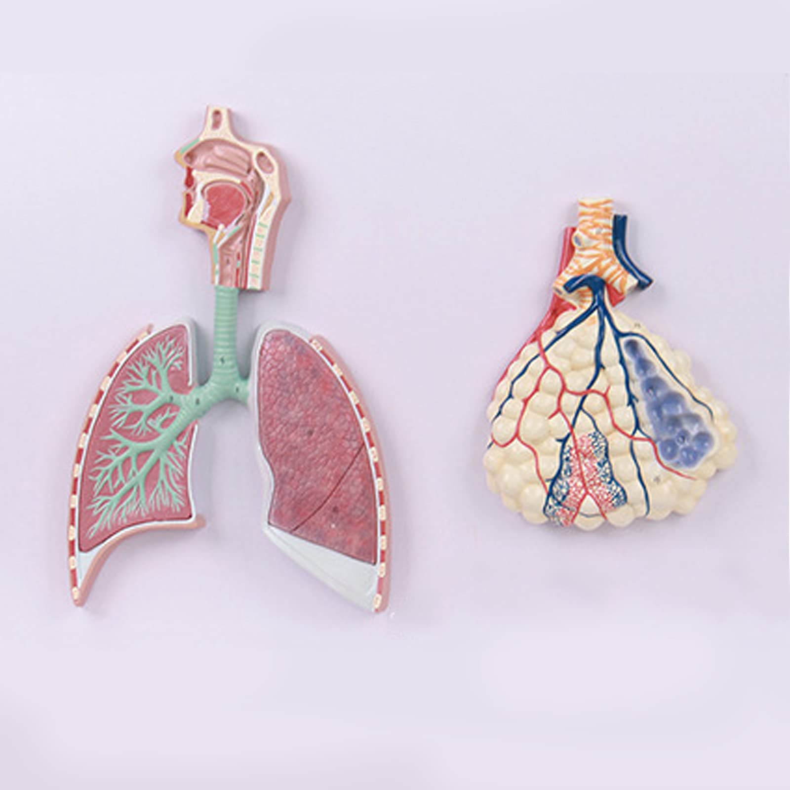 Mrtyu Uy Relief Model Of Respiratory System Anatomical Model ...