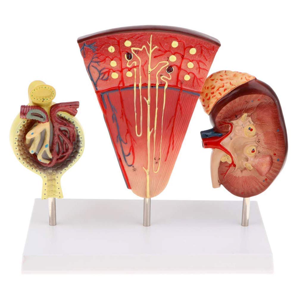 Glomerular Filtration Nephron Model