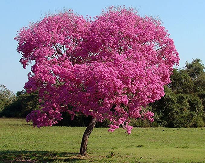 Guru 24 Hours Live Beautiful Pink Trumpet Tabebuia rosea Tree Sapling ...