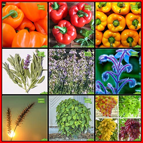Creative Farmer Best Combo Combo Flower Seeds & Tree Seeds : Denanath ...