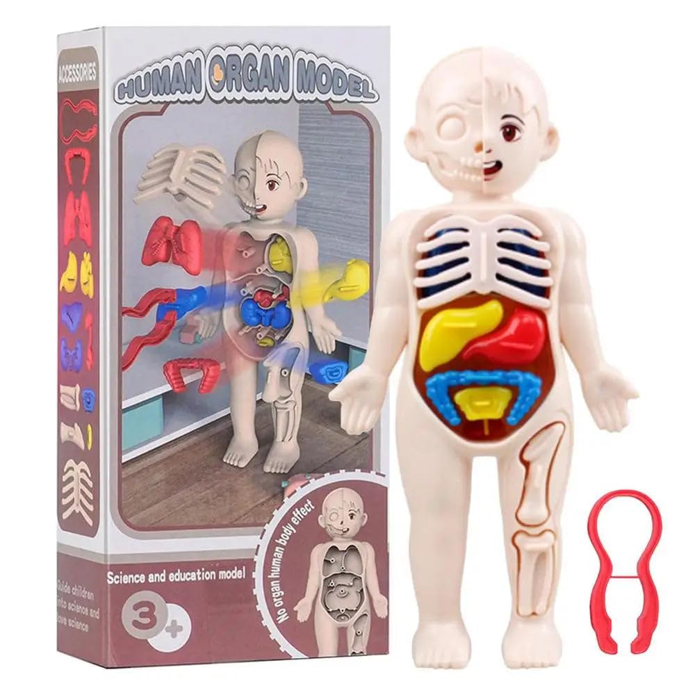 Buy Human Body Toy for Kids 6-12 Years | Body Organs & Functions | Best ...