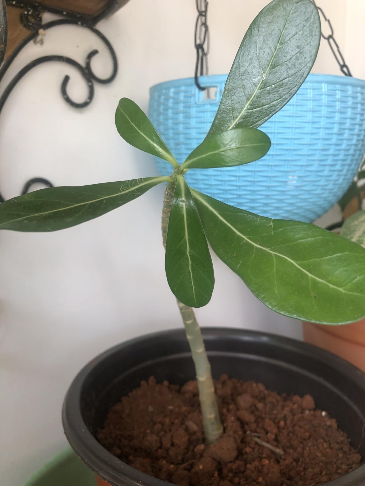 ROYAL LAND Rare Adenium Obesum Plant " Thai Red Single " 1 Seedling ...