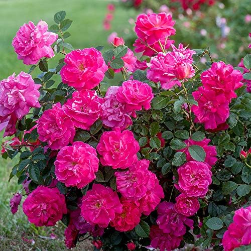 Amazon.com : Heirloom Climbing Roses, Live Own Root Plant for Outdoor ...