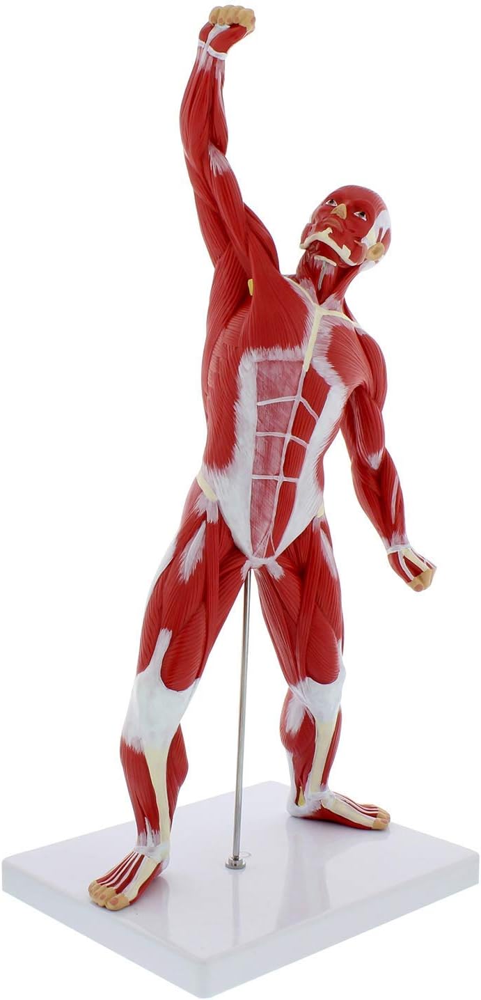 Human Muscle Anatomy Model 20In Mini Human Muscle Figure Human Anatomy ...