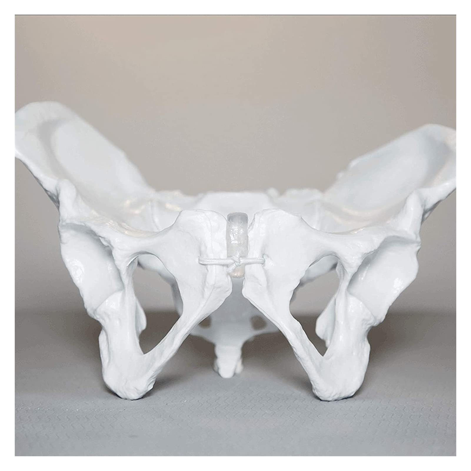 Buy LAErper Teaching Model, Female Pelvic Skeleton Anatomical Model ...