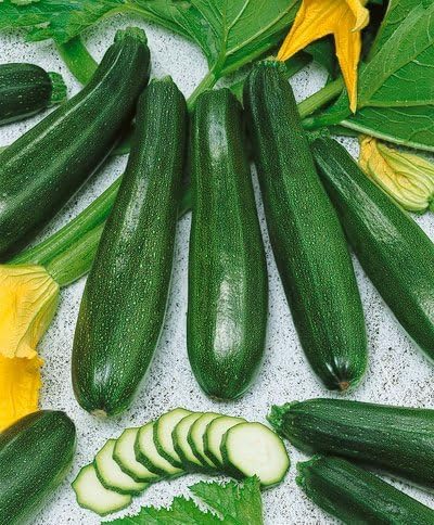 Amazon.com : Zucchini Elite Hybrid Summer Squash Seeds - Cucurbita Pepo ...