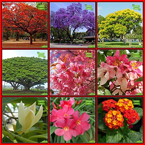 Buy OhhSome Garden Combo Tree : Jacaranda, Flame Tree, Copperpod ...