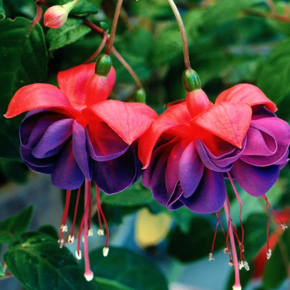 Amazon.com : Double Purple Fuchsia Plant, Live Fuchsia Flower Plant, 3 ...