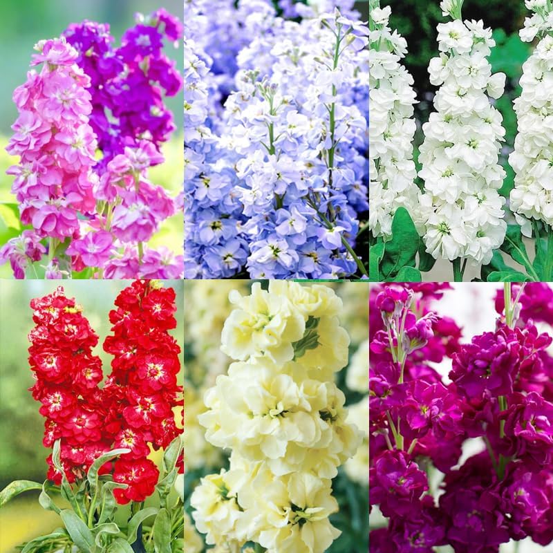 Amazon.com : 300+Annual Matthiola Stock Flower Seed for Planting ...