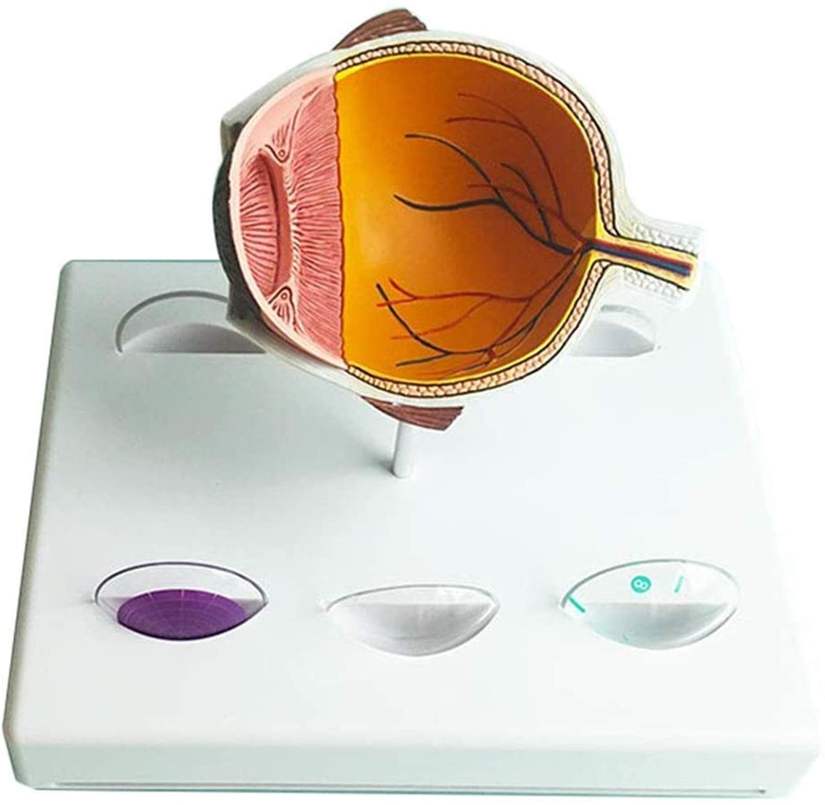 Buy Anatomy Model, Educational Model Human Organ Anatomical Model Eye ...
