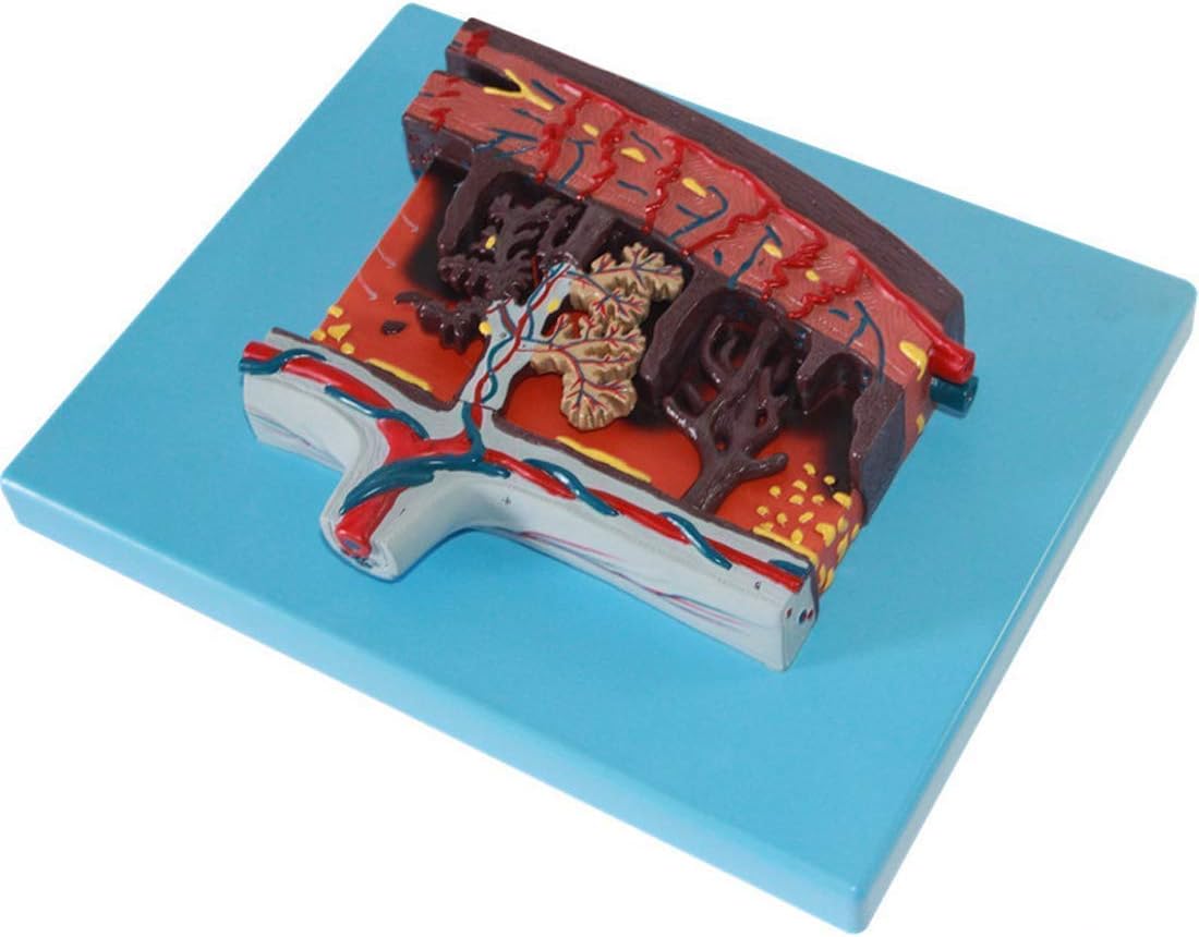 Lehrmodell Menschliche Anatomie Plazenta-Gewebemodell mit al ...