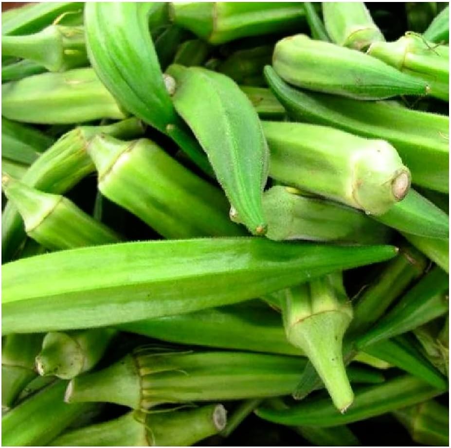 100 semillas de Okra esmeralda para plantar semillas de reliquia sin ...