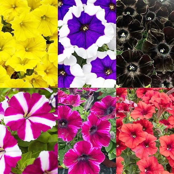 Amazon.com : 250+ Mixed Petunia Hybrida Flower Seed for Planting ...