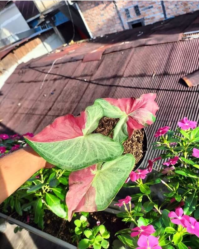 Ritz Farming® Beautiful Caladium flower bulbs red & green mix Flower ...