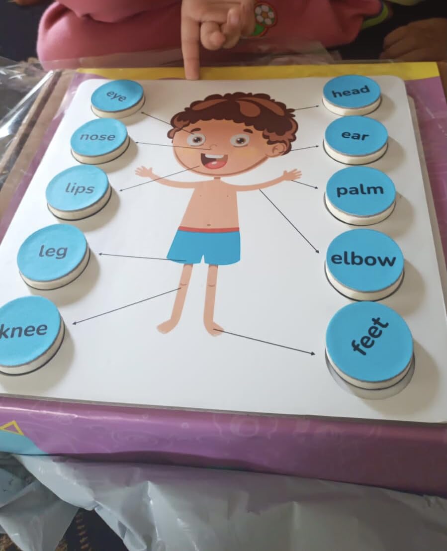 Buy Wonderhood Human Parts Of Body Magnetic Learning Toy For Boy/Girl ...
