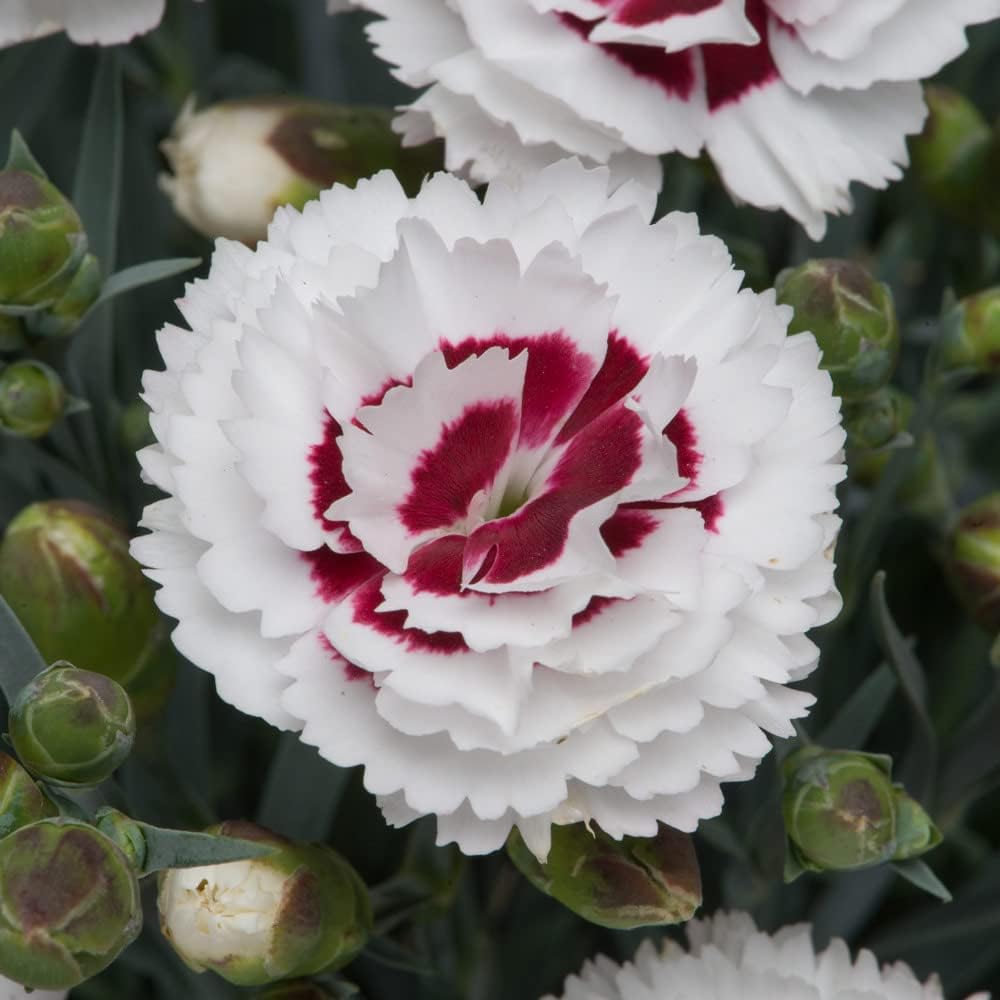 Dianthus Plug Plants. 'Coconut Sundae'. Fragrant Sweet William. Compact ...