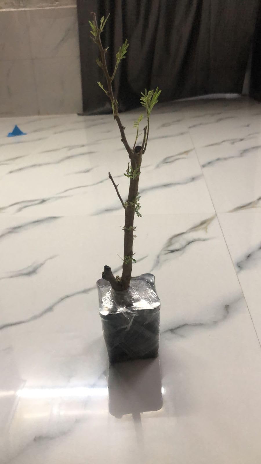 Desi Gardener Live Real Sami Medicinal Plant with Plastic Pot Secure ...