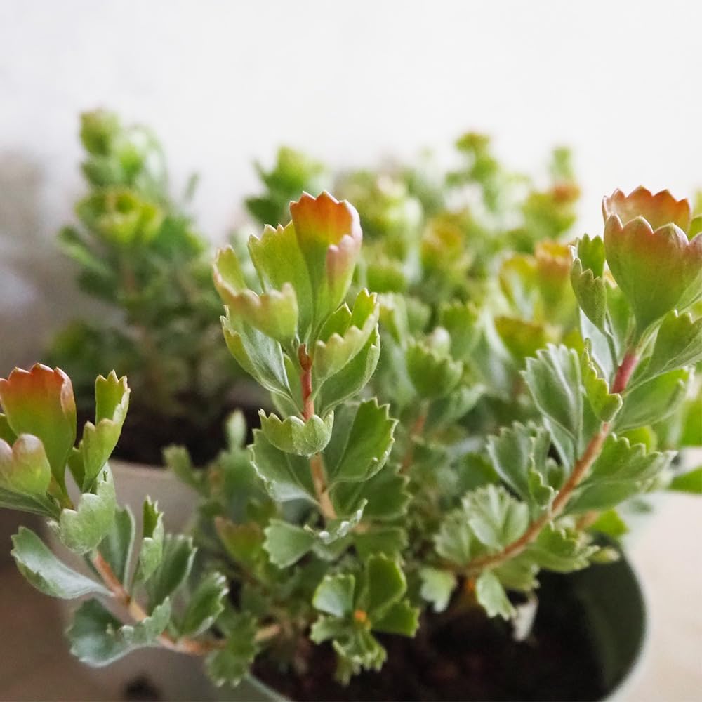 Amazon.co.jp: ITANSE アデナンサス・クネータス バスケットフラワー 3.5号ポット 1個売り【品種で選べる花木苗】逆三角のギザギザした葉が特徴のオージープランツ。葉色は ...