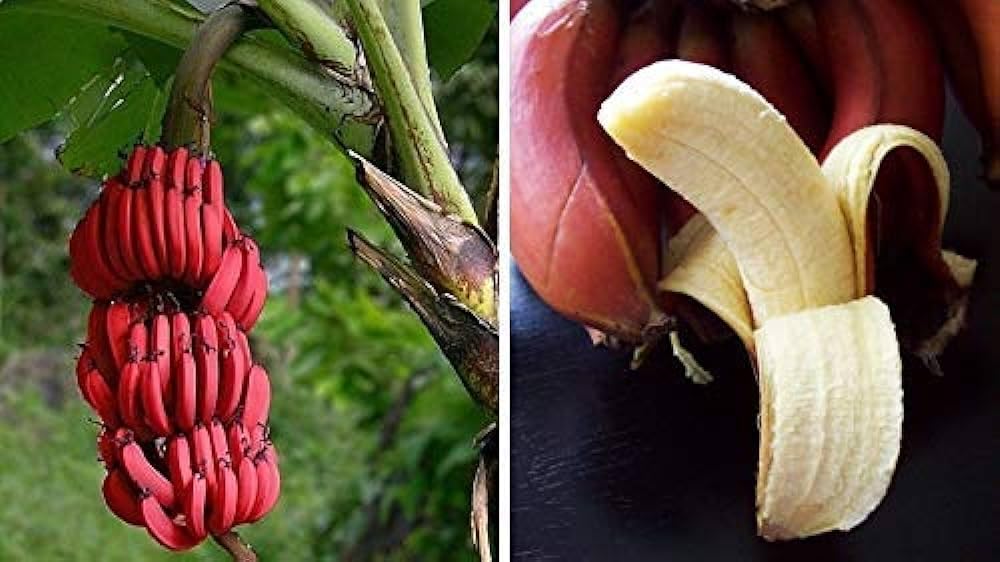 Red banana tree plant pack of 1 : Amazon.in: Garden & Outdoors