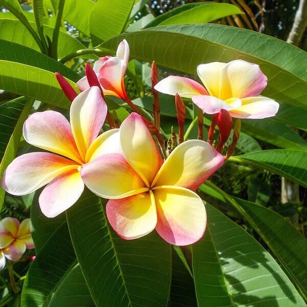 OXY GREEN PLANT®Plumeria rubra,Frangipani,Plumeria,Golachin,Champa ...