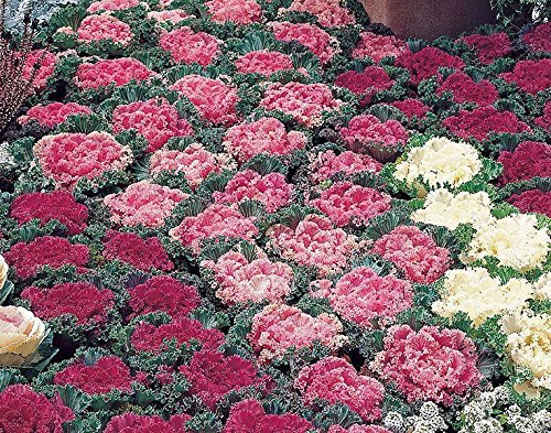 Ornamental kale plant - How to grow & care