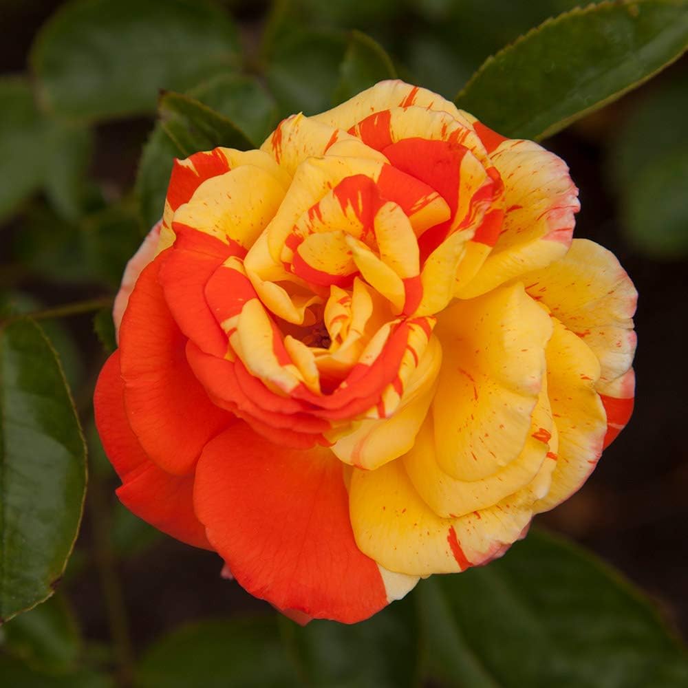 Amazon.com : Heirloom Roses Rose Plant - Tequila Sunrise Multi Rose ...