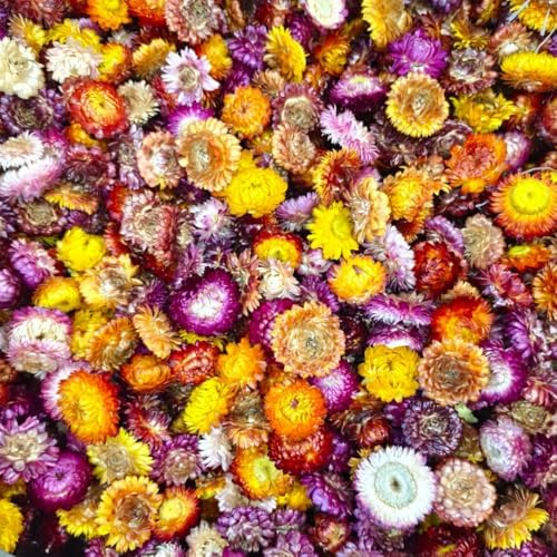Amazon.com: 100Pcs Real Natural Dried Daisy Flowers Heads for Crafts ...