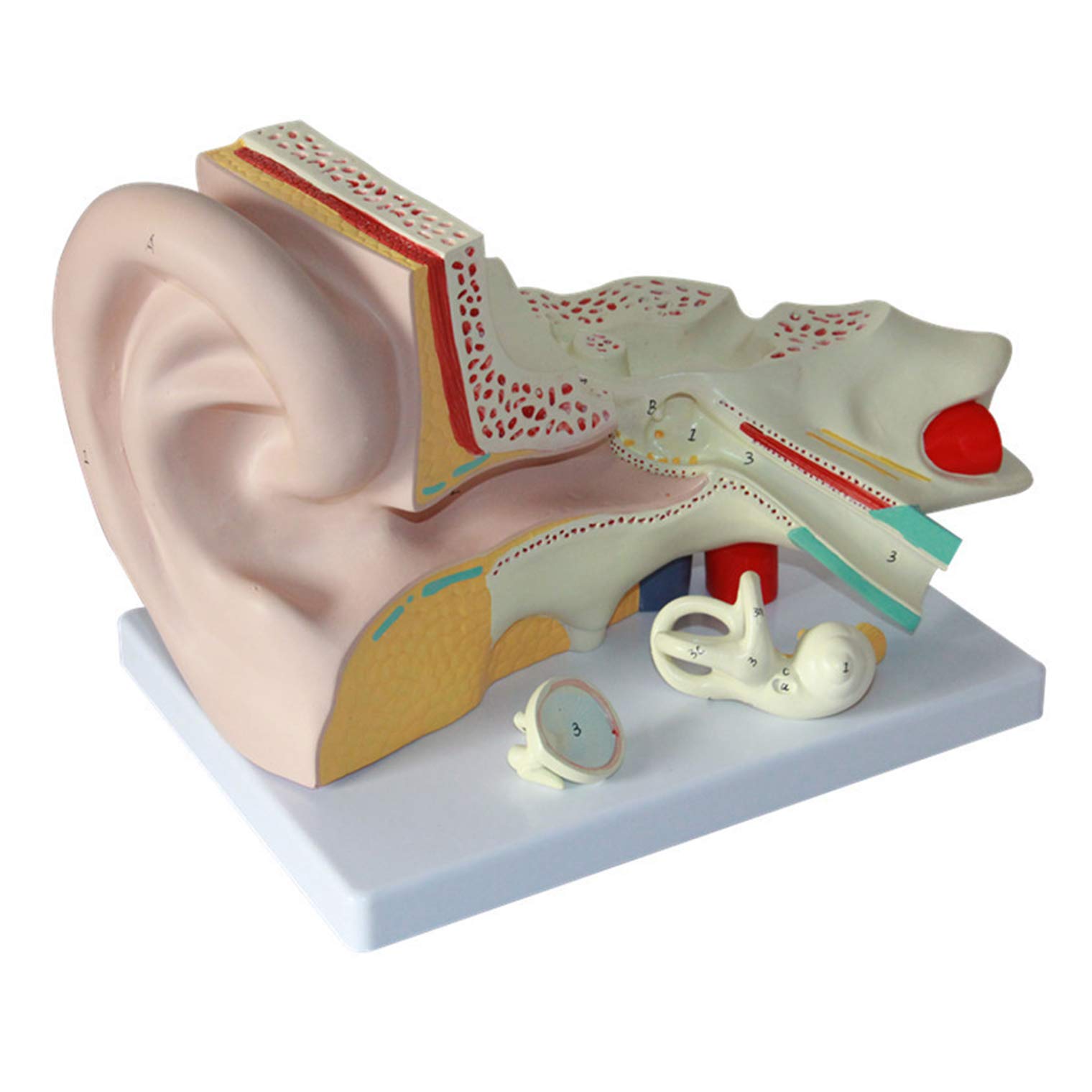 Buy Scientific Human Ear Model, Showing Major Regions of The Ear ...