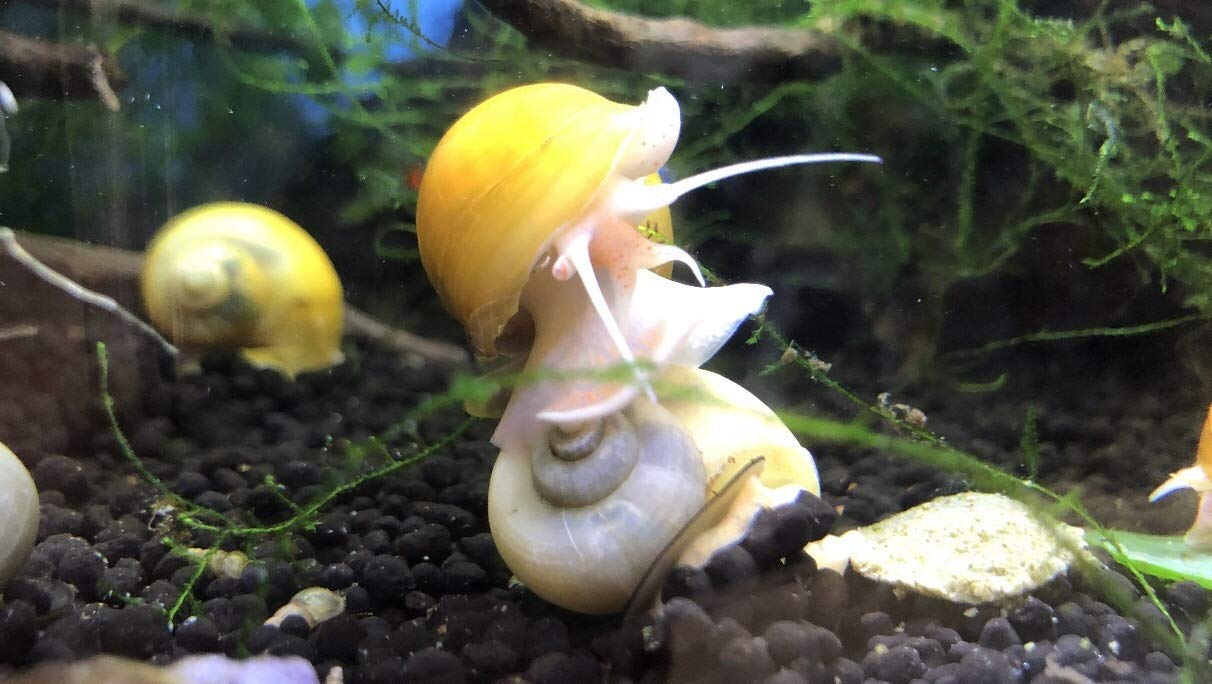 Gold Mystery Snail