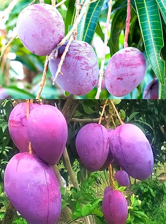 Rukonza Rare Purple Miyazaki Mango (Combo Pack of 2 Grafted Plant ...