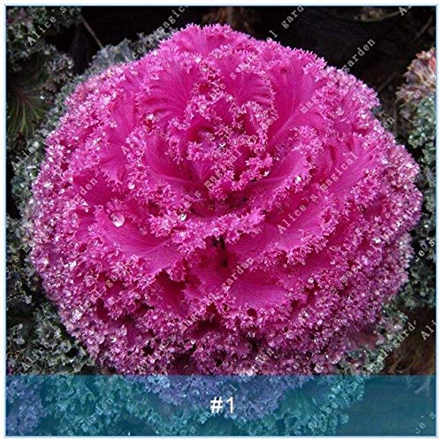 80 Pcs Kale Vegetable Seeds Non Gmo Giant Organic Vegetable Exotic ...