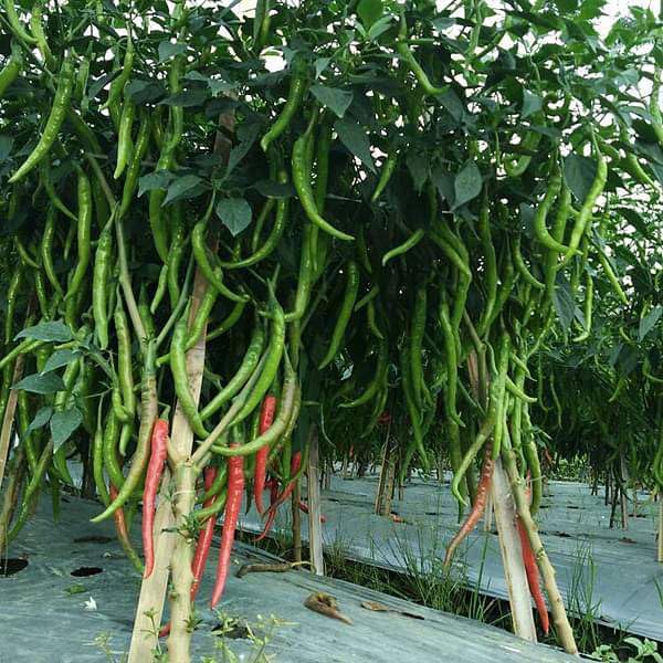 f1 chilli seeds For Home Planting,f1 chilli seeds For Home Planting ...