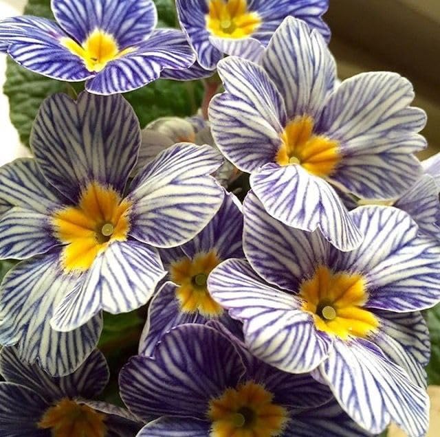 Ritz Farming® Zebra primrose flower seeds | lite purple Zebra primrose ...