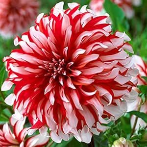 Amazon.com : Easy to Grow Dahlia 'Nick Sr' Divisions (3 Pack ...