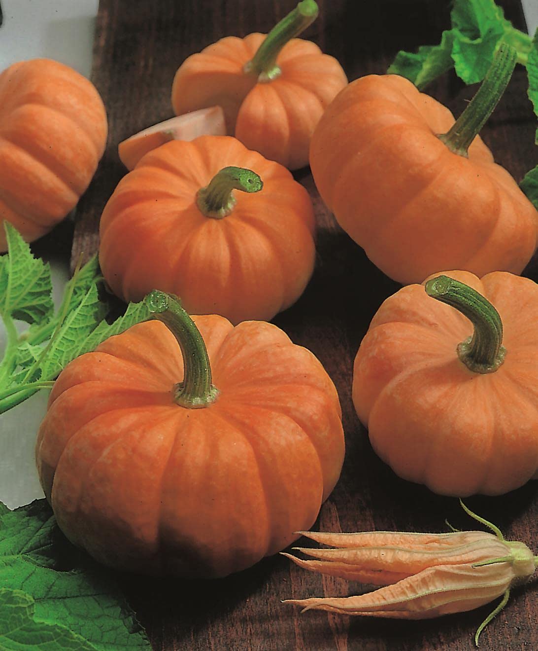Vegetable - Pumpkin - Jack Be Little (Trailing) - 10 Seeds : Amazon.co ...