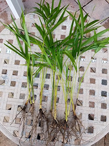 Triangle Palm - How to grow & care