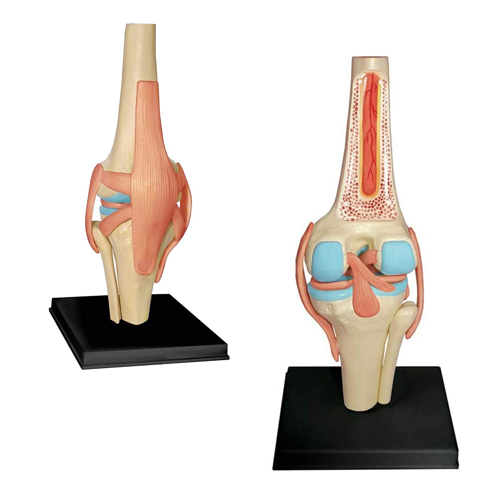 Knee Joint Anatomical Model - 19 Detachable Parts Medical Teaching ...