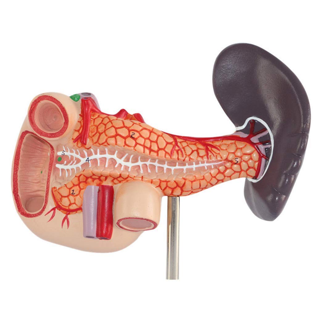 Buy Human Spleen and Pancreas Model Life-Size Anatomical Human Pancreas ...