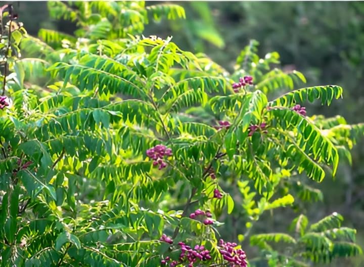 Oxiflora 1 Live Grafted Hybrid curry patta plant curry leaves plant ...