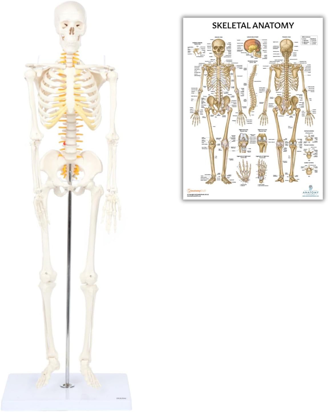 Amazon.com: Anatomy Warehouse Miniature 34 Skeleton with Flexible Spine ...