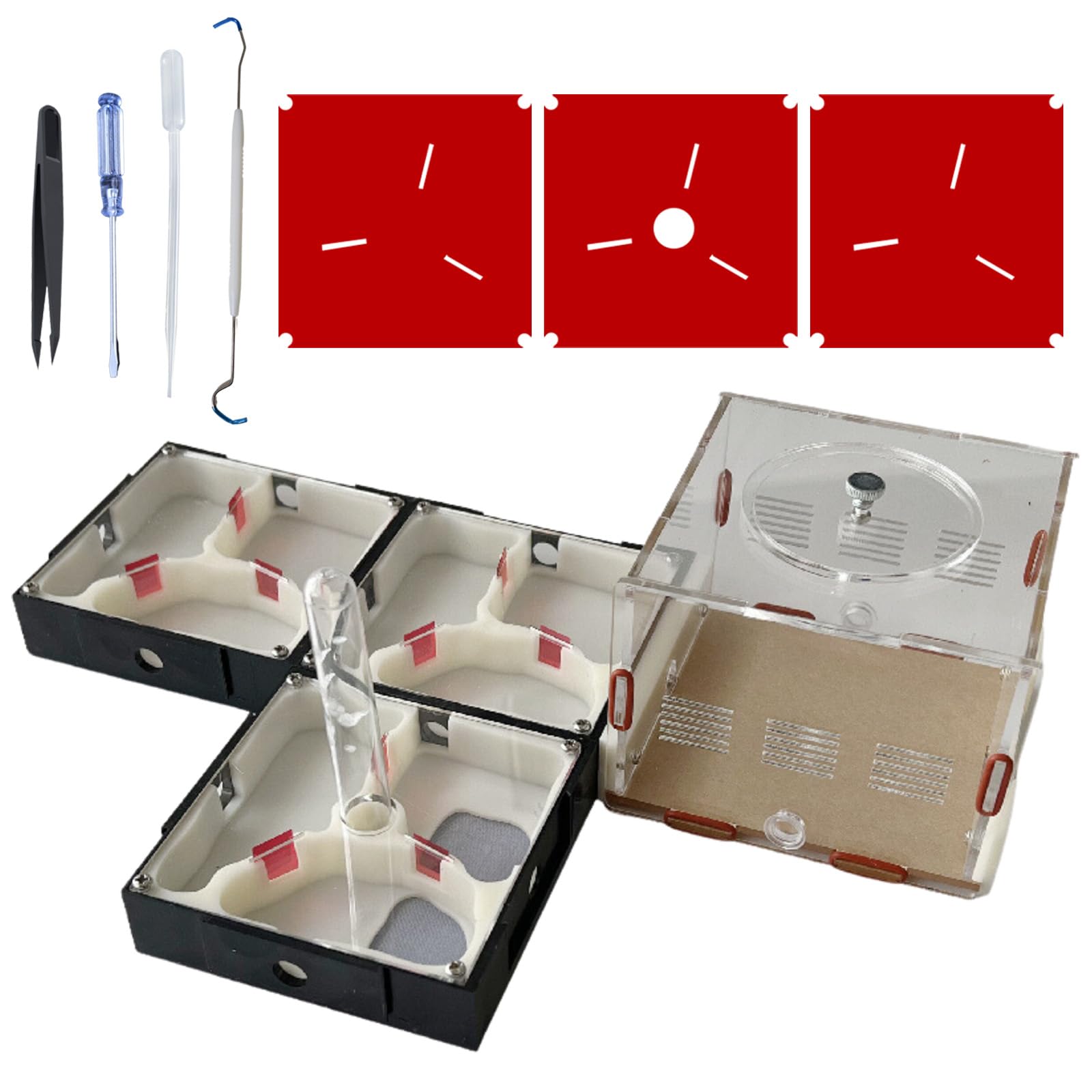 Amazon.com: Ants Footsteps Ant Farm Nest Science DIY Terrarium Kit Care ...