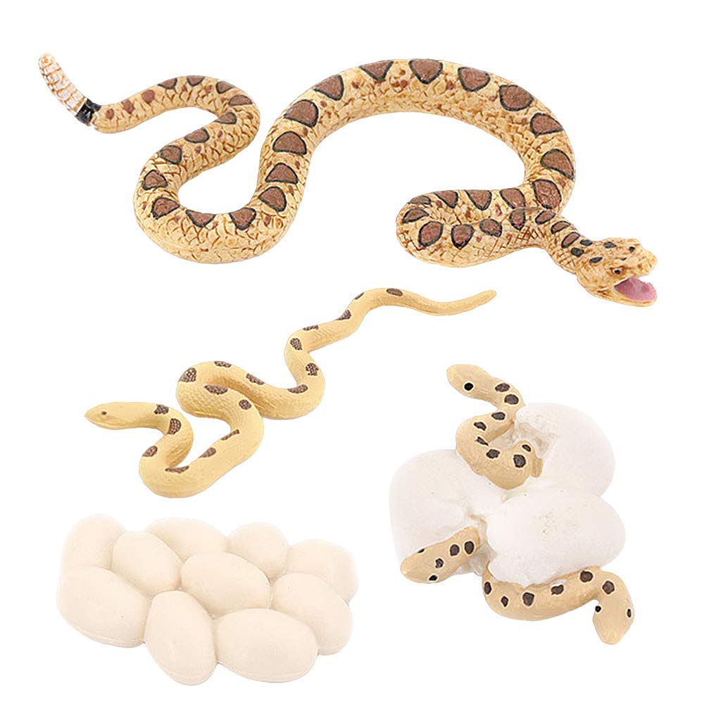 Snake Life Cycle Life Cycle Of Snake Objects Childrens House