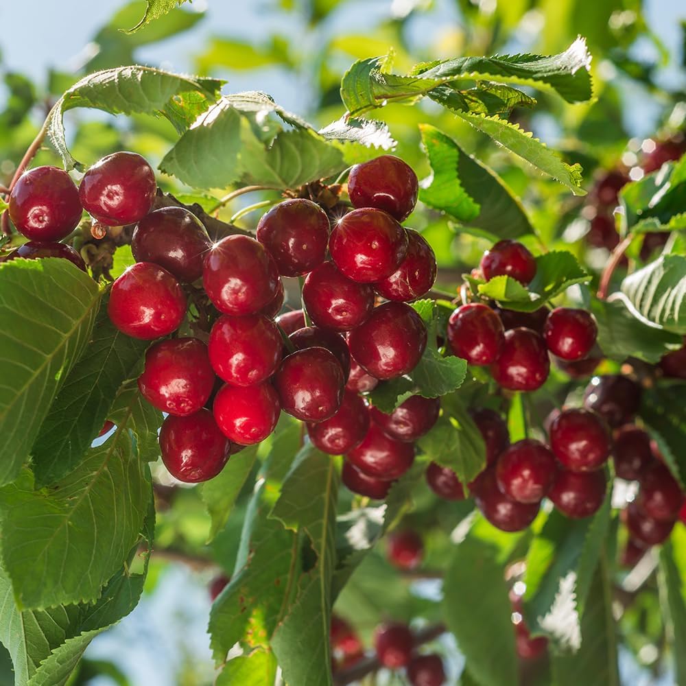 Amazon.com : Lapins Cherry Tree, High-Yield, Self-Pollinating Variety ...