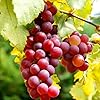 Amazon.com : Grape Vine Plant Live for Planting, Grape Plant Live Grape ...