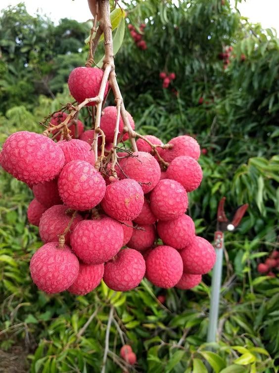 BeGrin Seedless Bombay Litchi Lychee Live Plant Air Layering Seedless ...