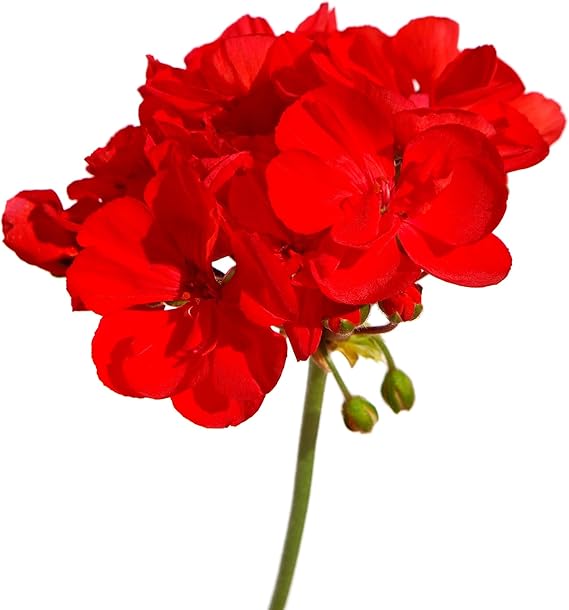 Geranium Plants, 'Deep Scarlet', 12 x Full Plant Pack, Red Geraniums ...