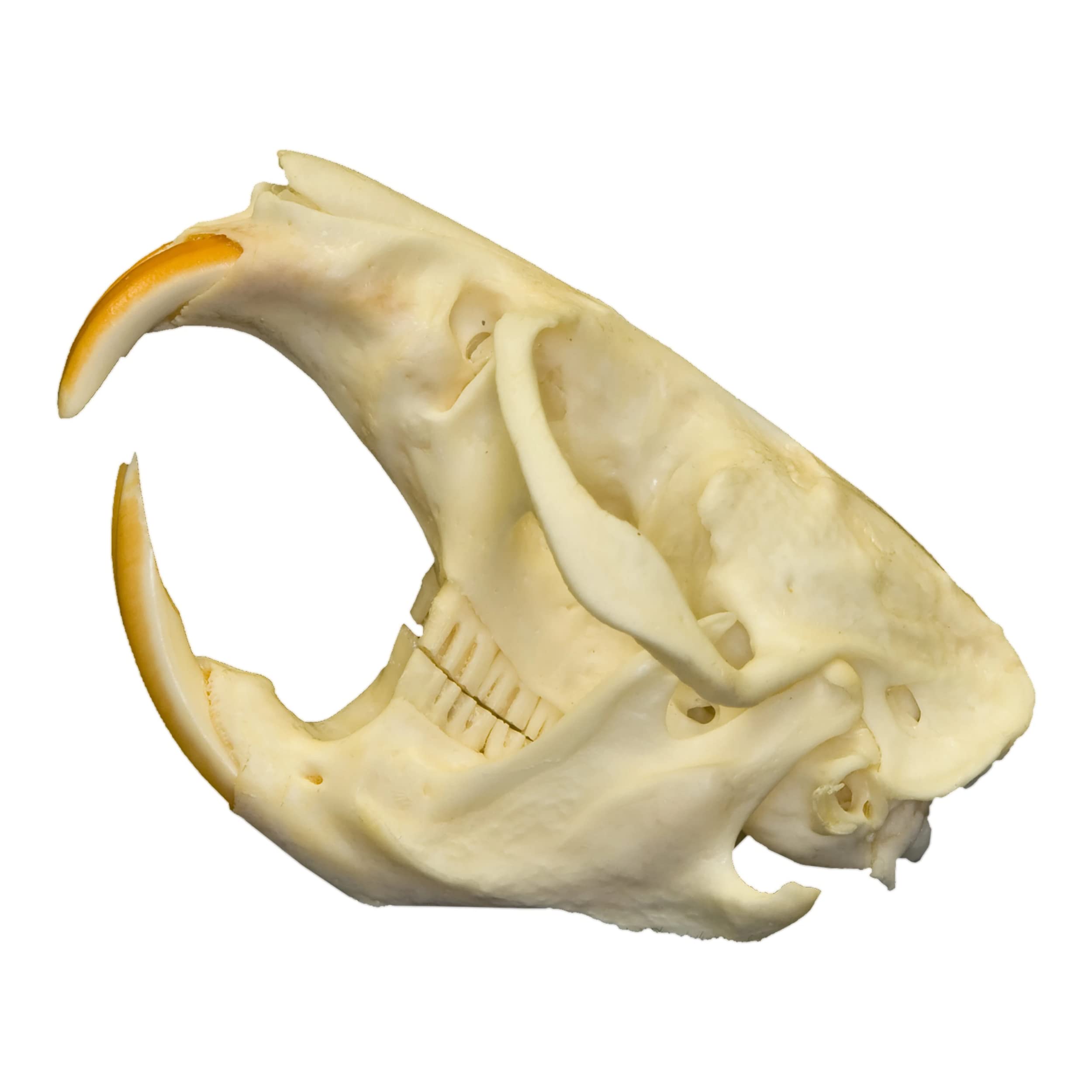 Muskrat Skull Vs Beaver Skull