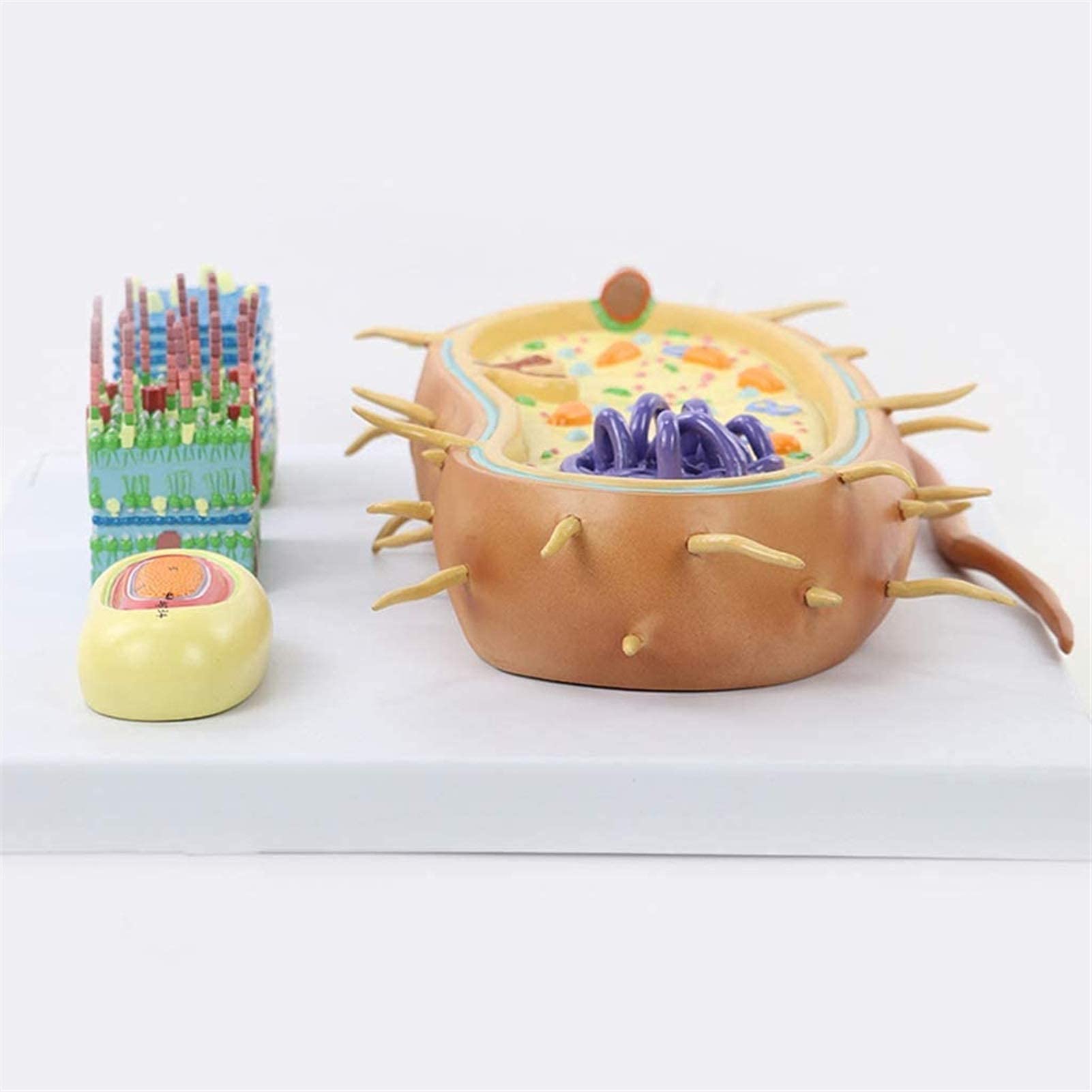 Buy KEZaiZHe Anatomy Education Model - 10 Study Model Bacterial Cell ...